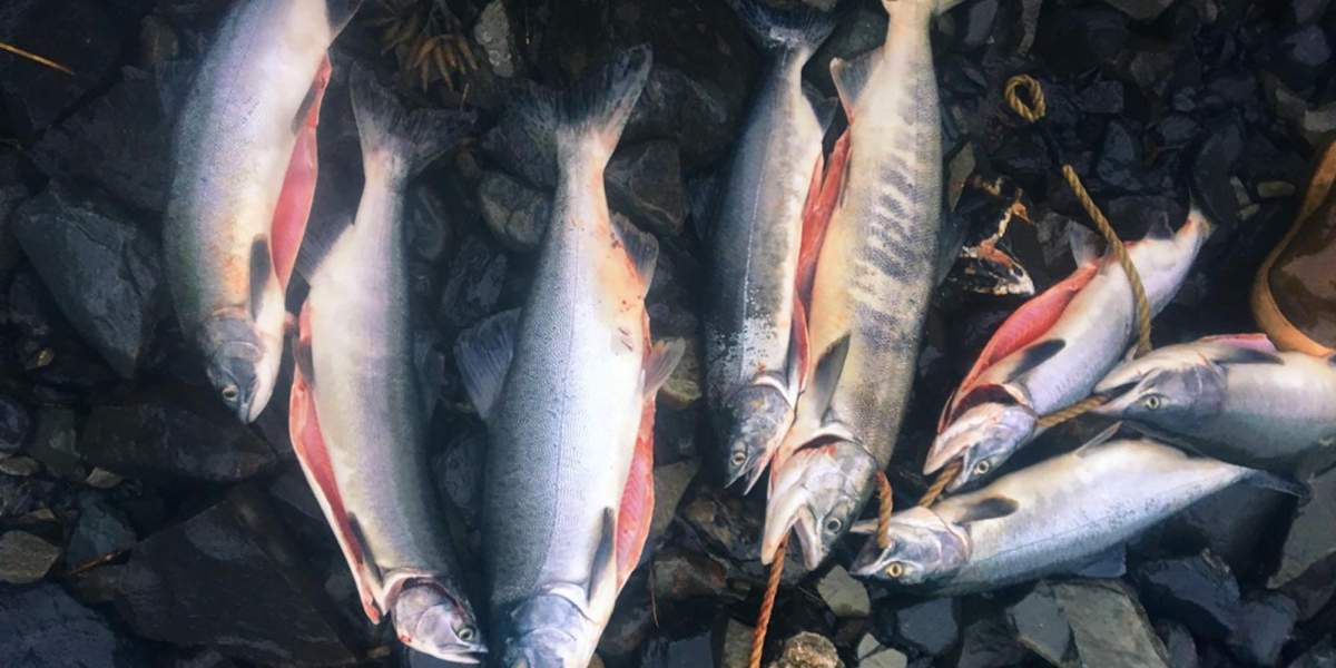 Learning to Fish on Alaska’s Kenai River • Mad Agriculture ...