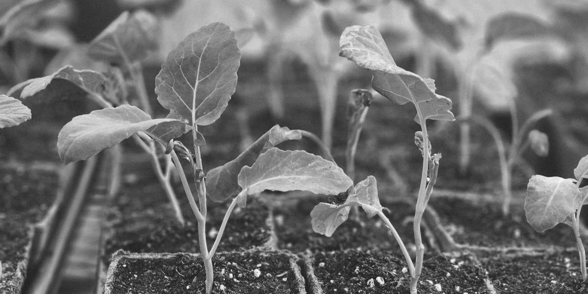 The Art of Feeding a Community • Mad Agriculture • Regenerative Farming