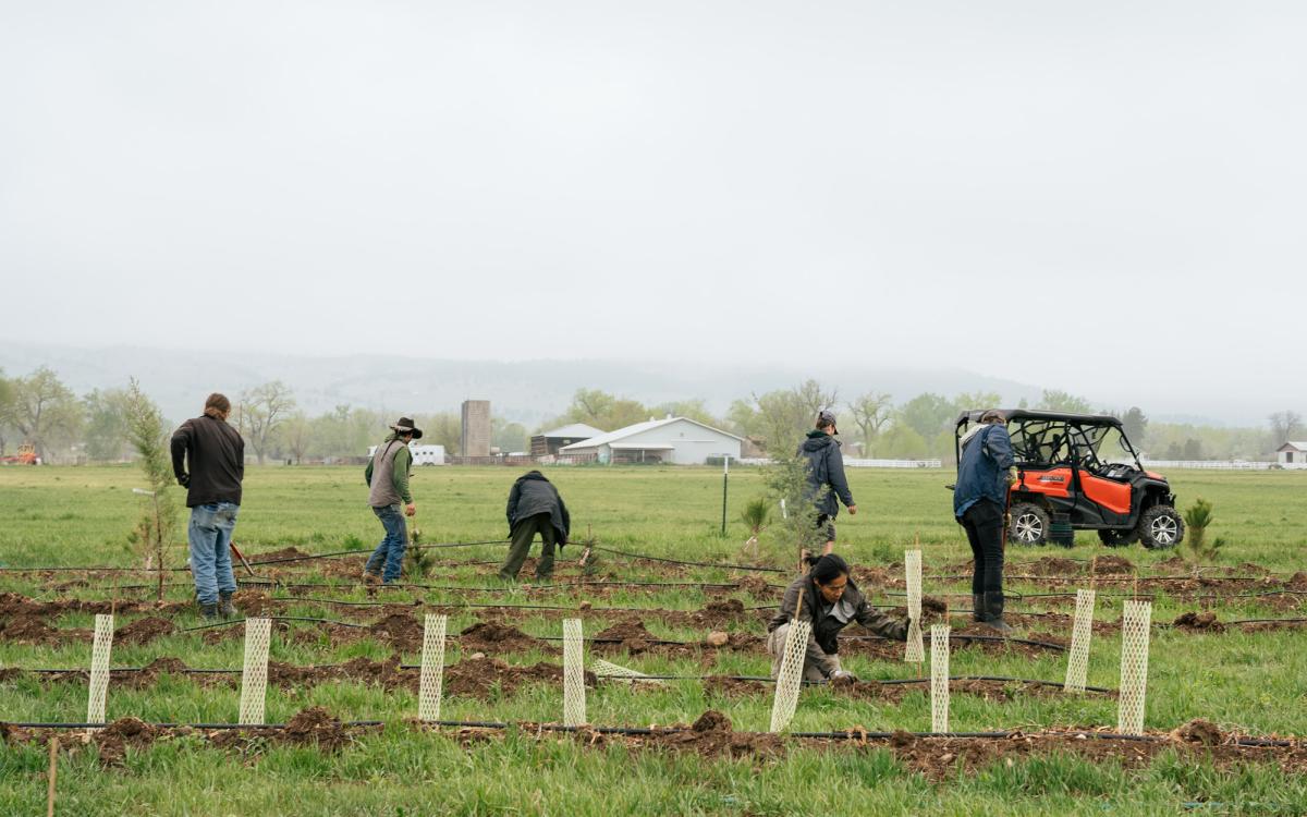 Journal • Mad Agriculture • Regenerative Farming