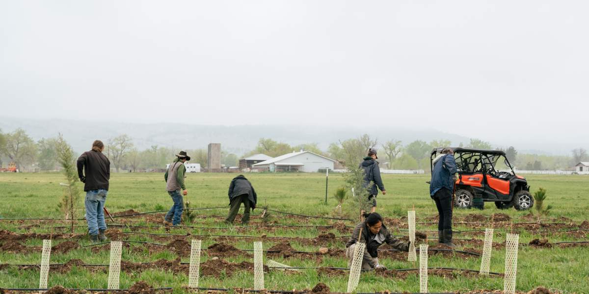 Researching Regenerative Orcharding • Mad Agriculture • Regenerative ...