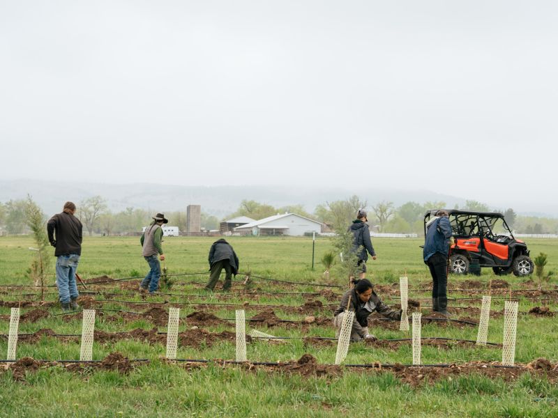Researching Regenerative Orcharding • Mad Agriculture • Regenerative ...