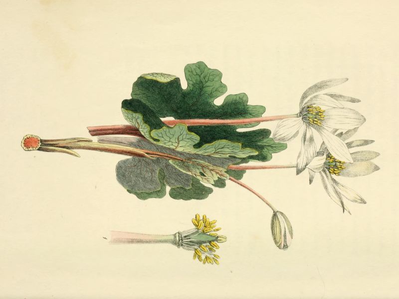 Blood Root • Mad Agriculture • Regenerative Farming