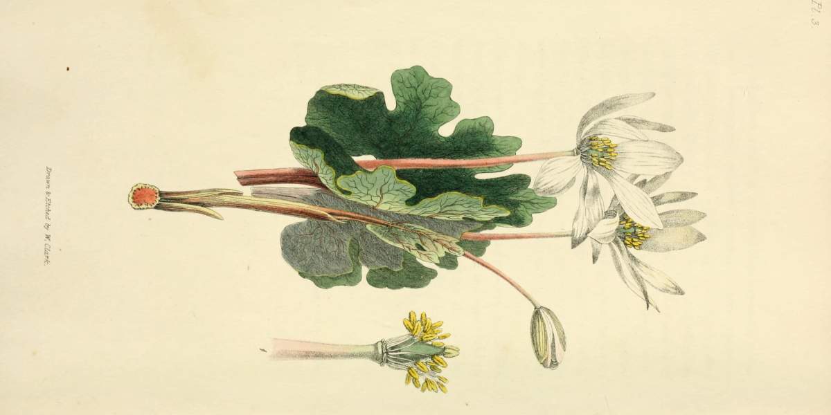 Blood Root • Mad Agriculture • Regenerative Farming