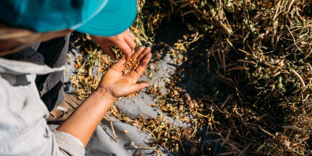 Season Zero, Take Two • Mad Agriculture • Regenerative Farming