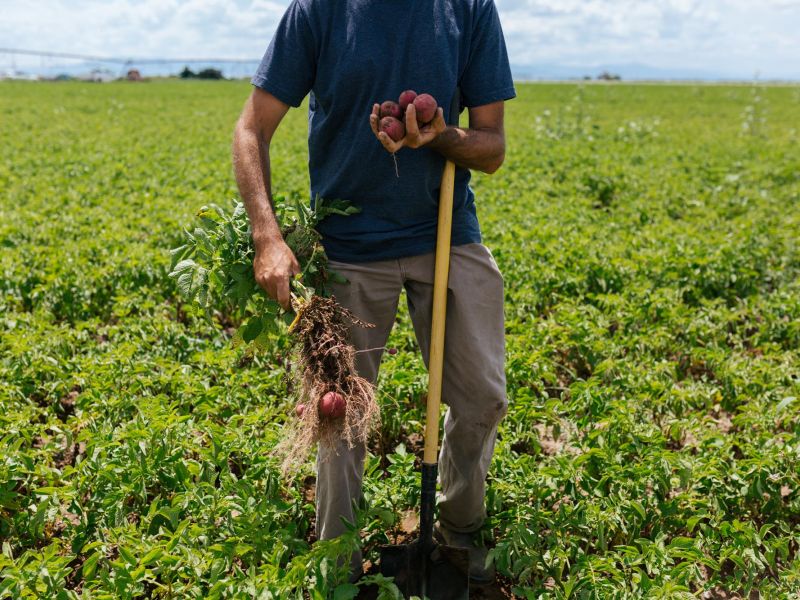 Celebrating Potato Diversity in the San Luis Valley • Mad Agriculture ...