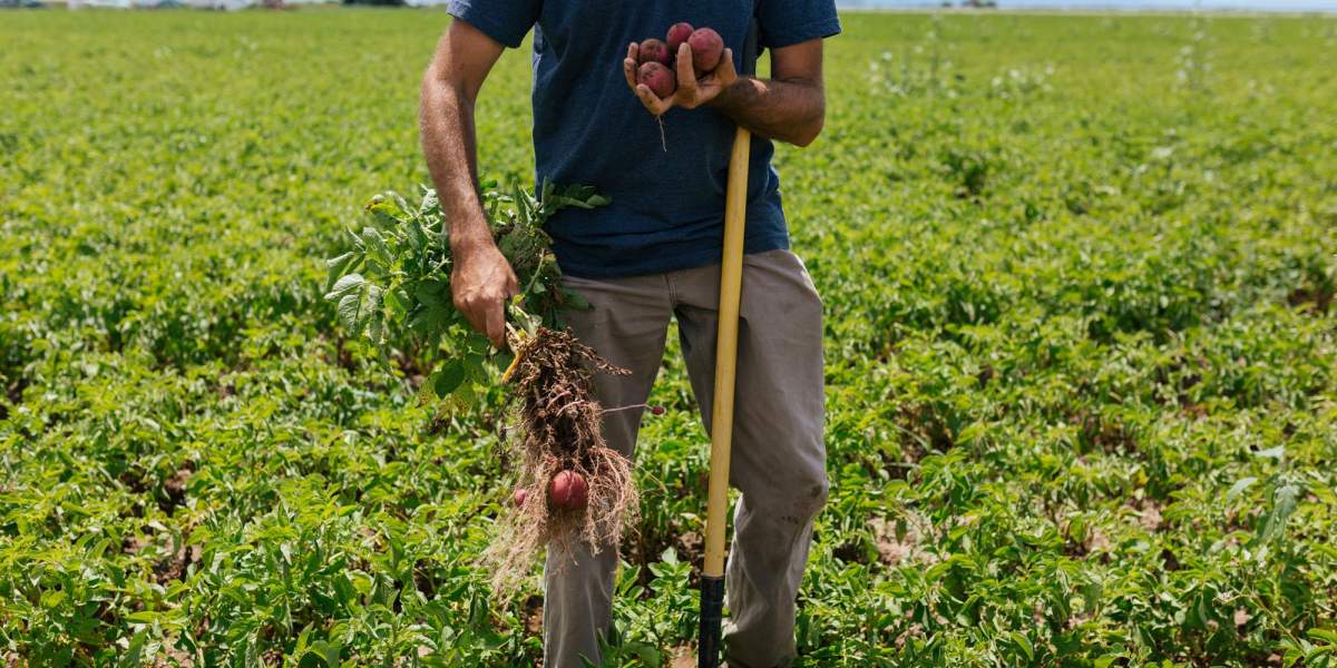 Celebrating Potato Diversity in the San Luis Valley • Mad Agriculture ...