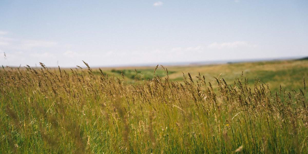 Deer Trail Tree Planting • Mad Agriculture • Regenerative Farming