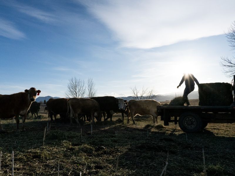Grazing in an Art Form • Mad Agriculture • Regenerative Farming