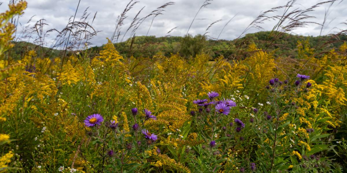 Prairie Strips Seed Packet • Mad Agriculture • Regenerative Farming