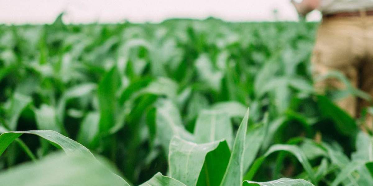 Stewardship Consultation • Mad Agriculture • Regenerative Farming