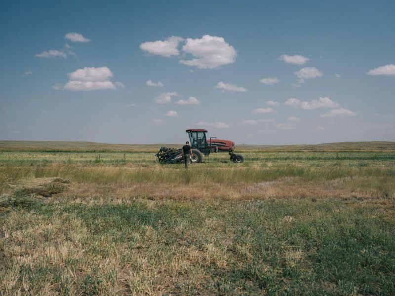 Wild Cultivators - Vilicus Farms • Mad Agriculture • Regenerative Farming