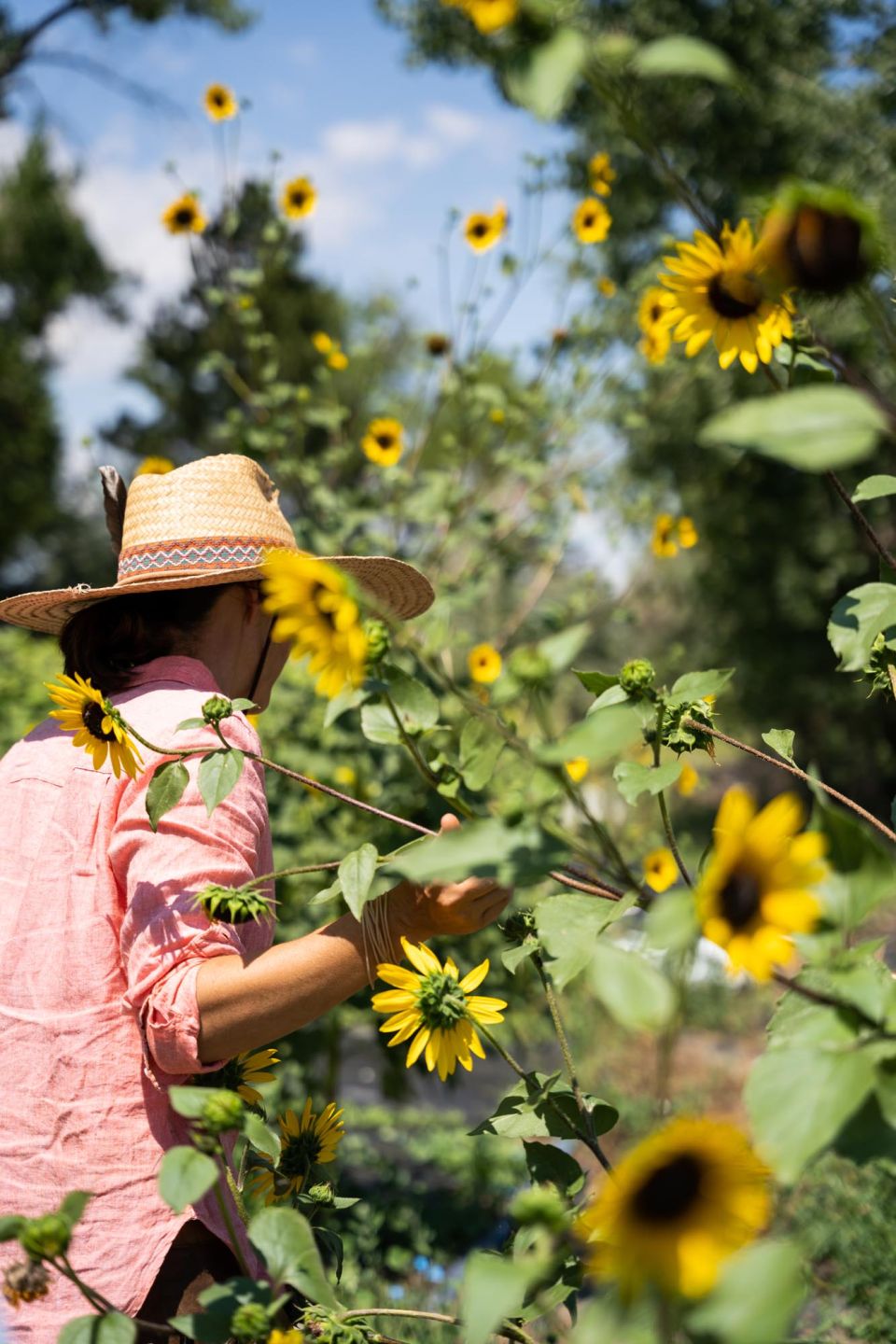 Bread for all, and roses too • Mad Agriculture • Regenerative Farming