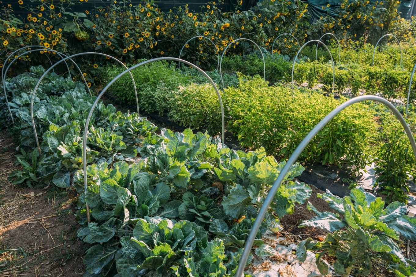 Notes from the Field: FrontLine Farming • Mad Agriculture ...
