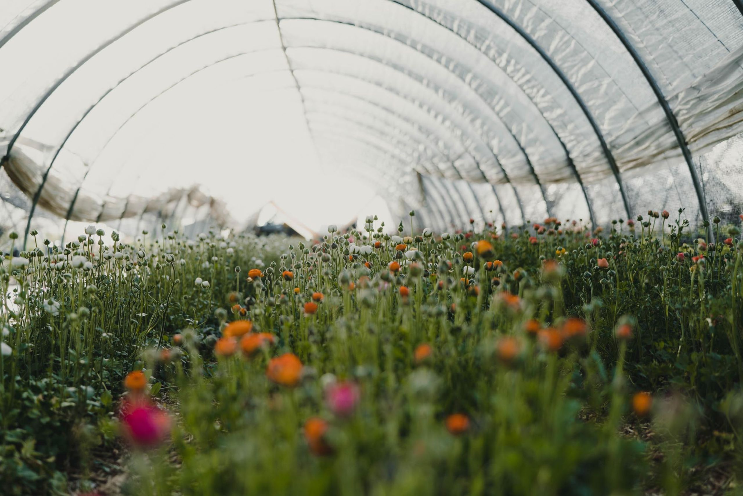 Bread for all, and roses too • Mad Agriculture • Regenerative Farming