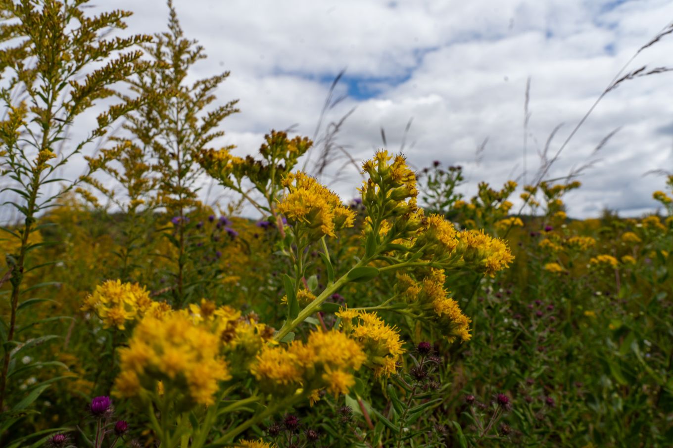 Prairie Strips Seed Packet • Mad Agriculture • Regenerative Farming