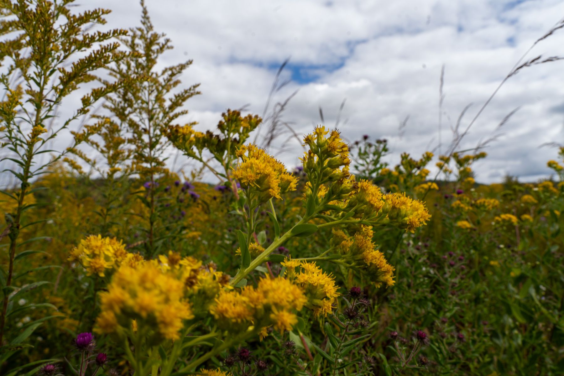 Prairie Strips Seed Packet • Mad Agriculture • Regenerative Farming