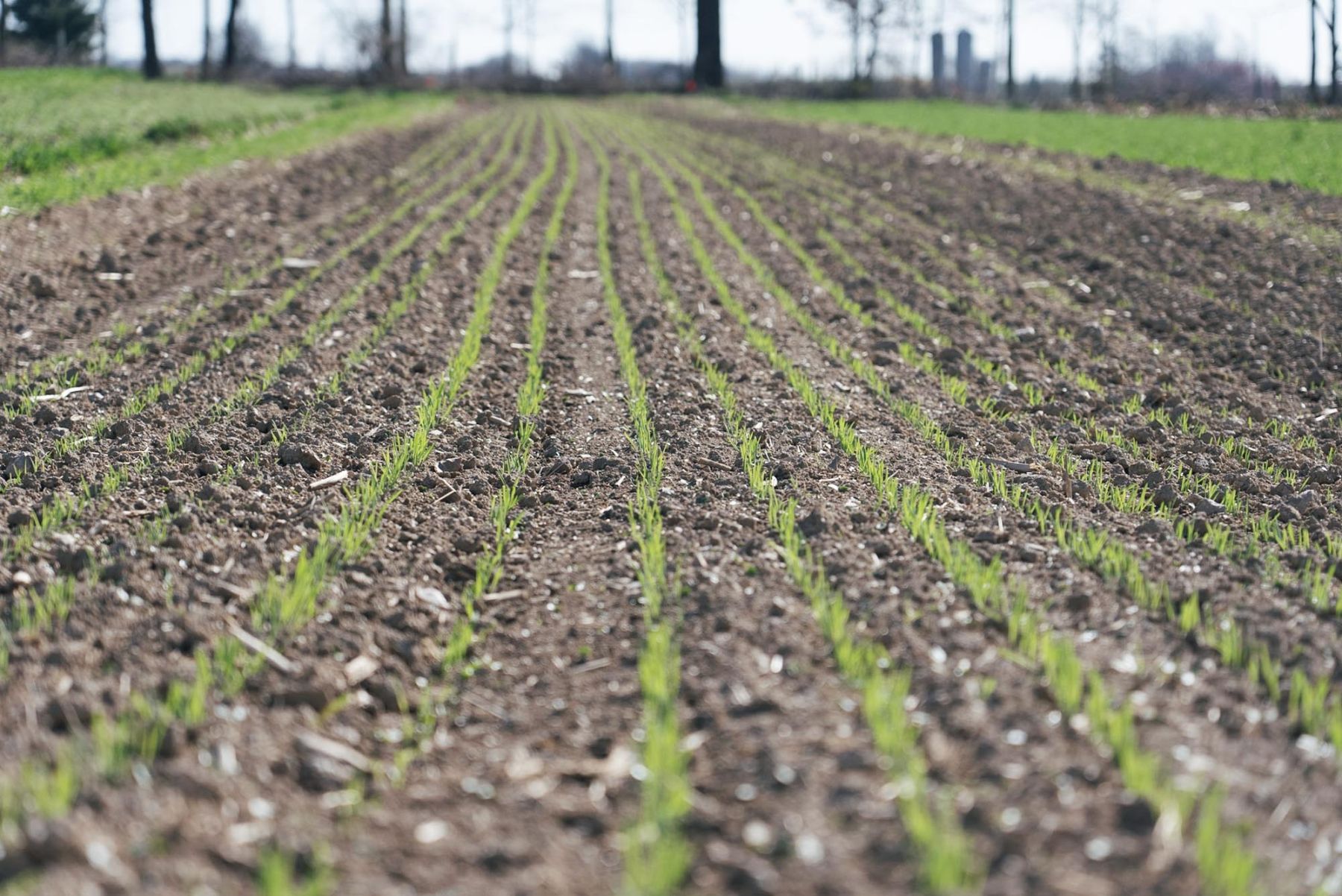 The Landmark Research Trial for the Future of Organic Agriculture • Mad ...