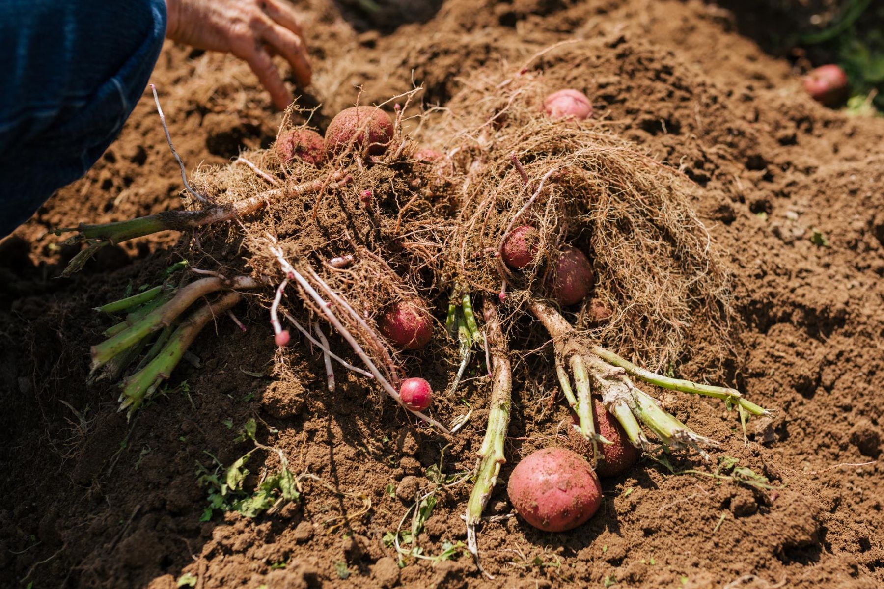 Celebrating Potato Diversity in the San Luis Valley • Mad Agriculture ...