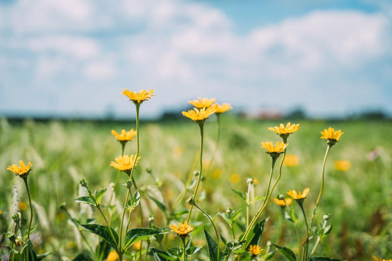 Regenerative Agriculture • Mad Agriculture • Regenerative Farming