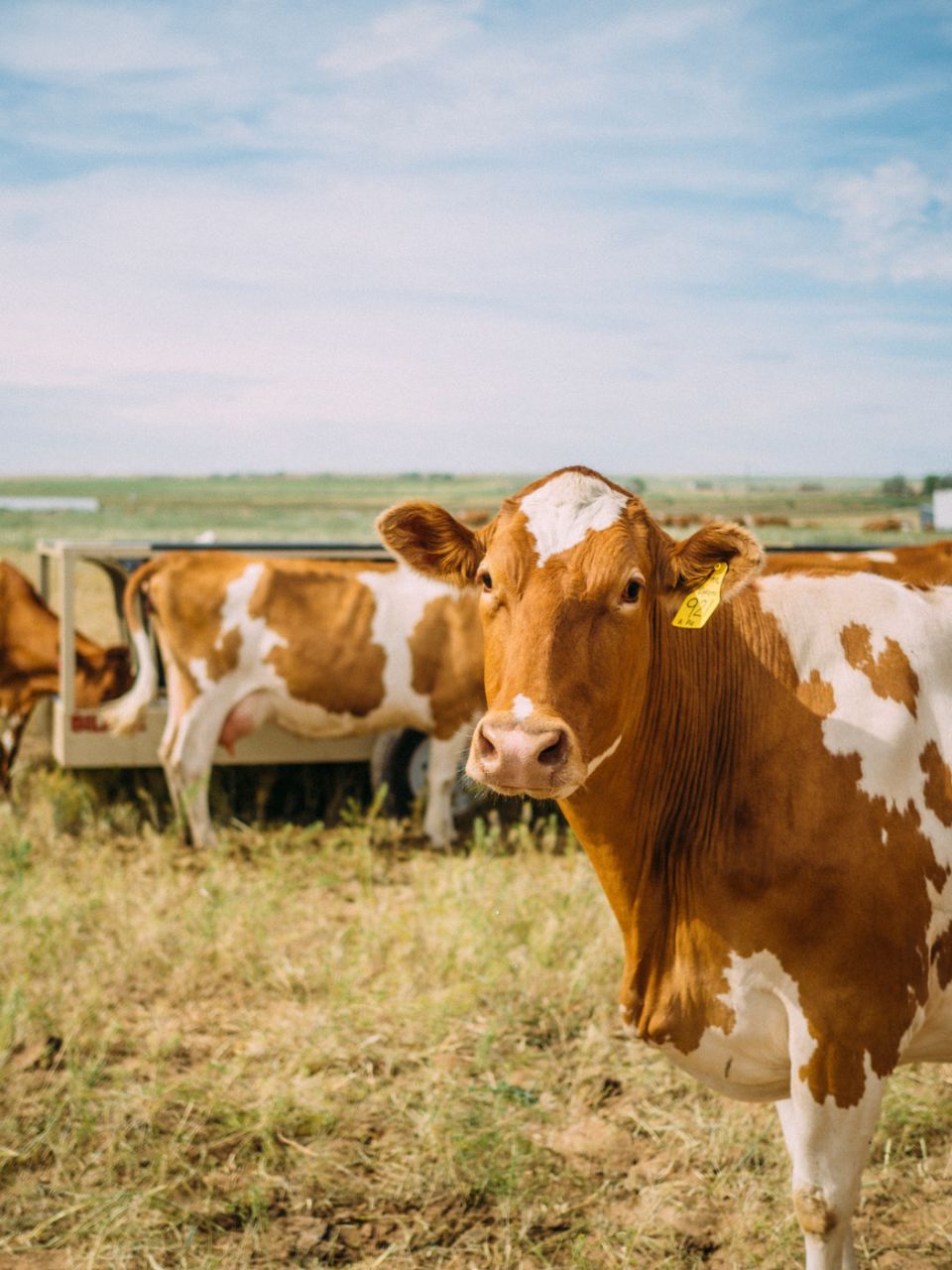 Degroot Dairy • Mad Agriculture • Regenerative Farming