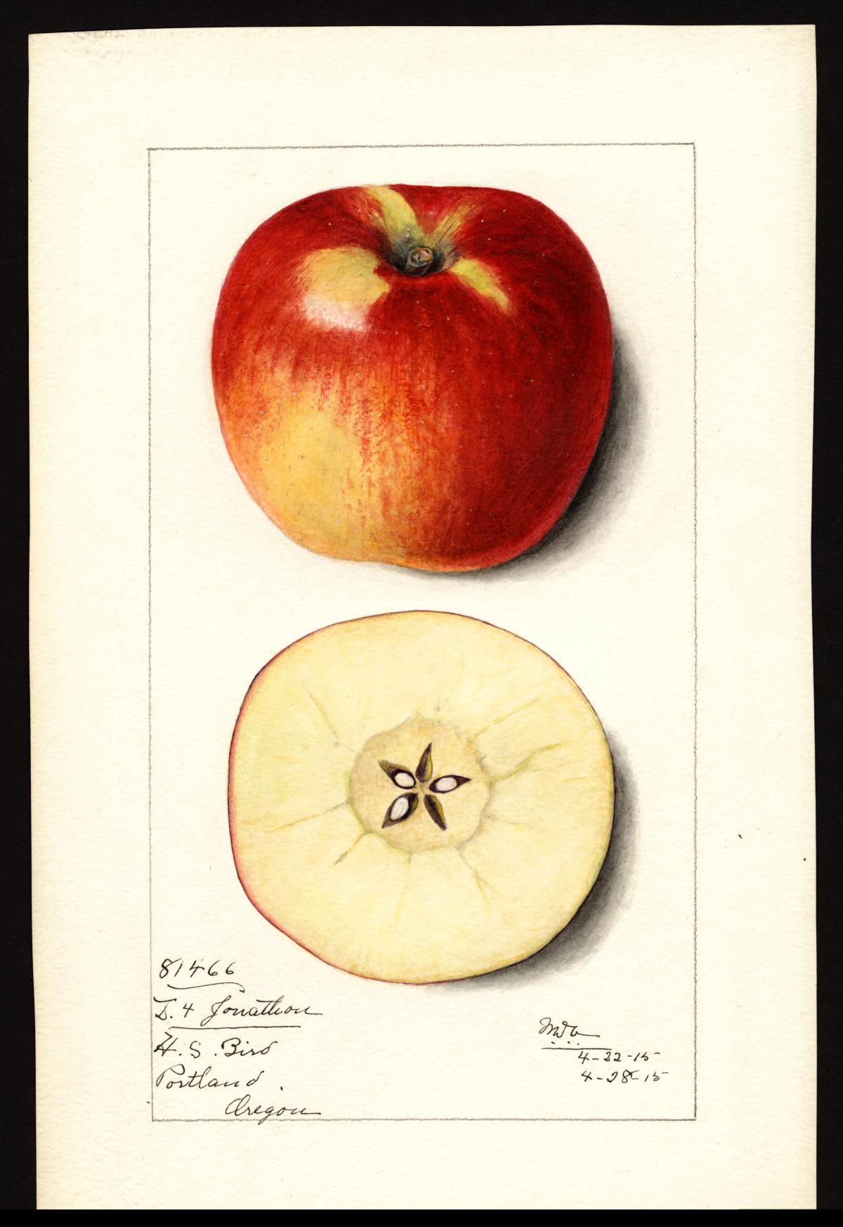 Boulder Heirloom Apples • Mad Agriculture • Regenerative Farming