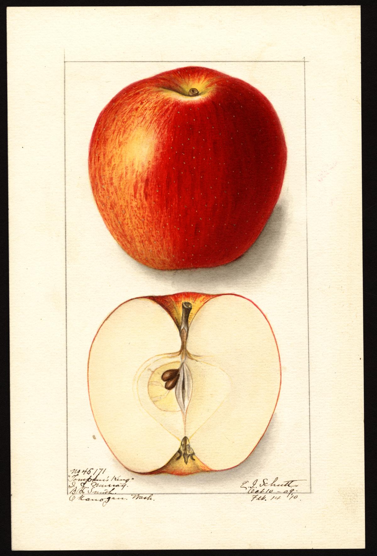 Boulder Heirloom Apples • Mad Agriculture • Regenerative Farming