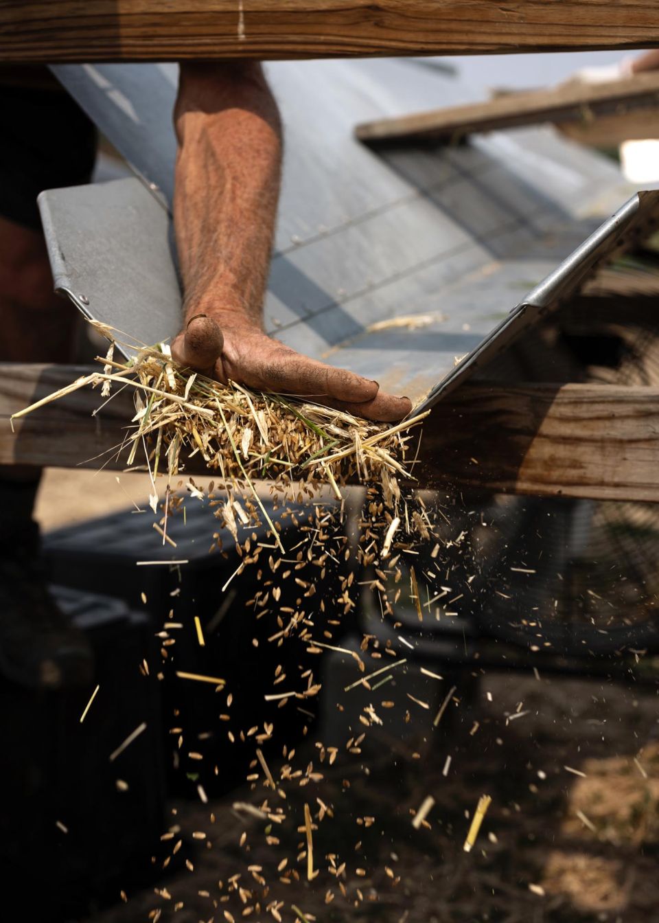 Rewilding, Remembering • Mad Agriculture • Regenerative Farming