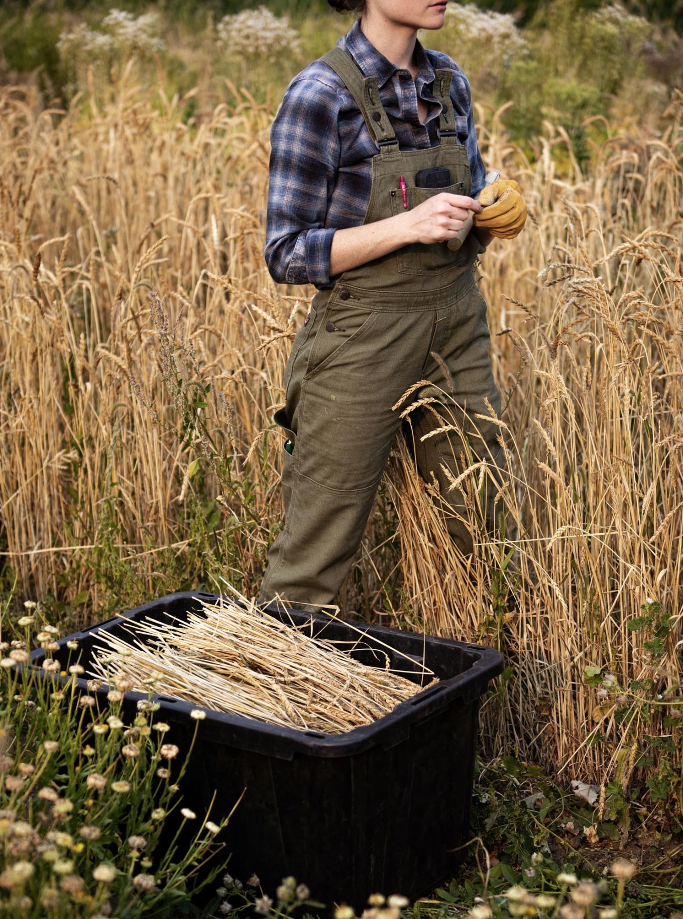 Rewilding, Remembering • Mad Agriculture • Regenerative Farming