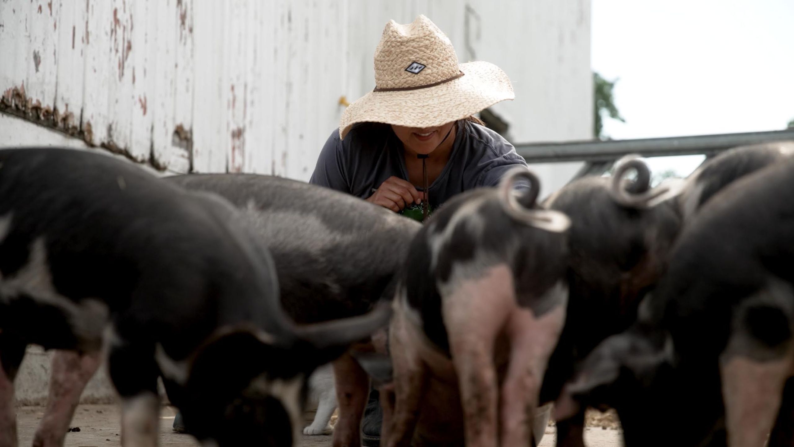 Meet a Mad Farmer: Joia Food Farm • Mad Agriculture • Regenerative Farming