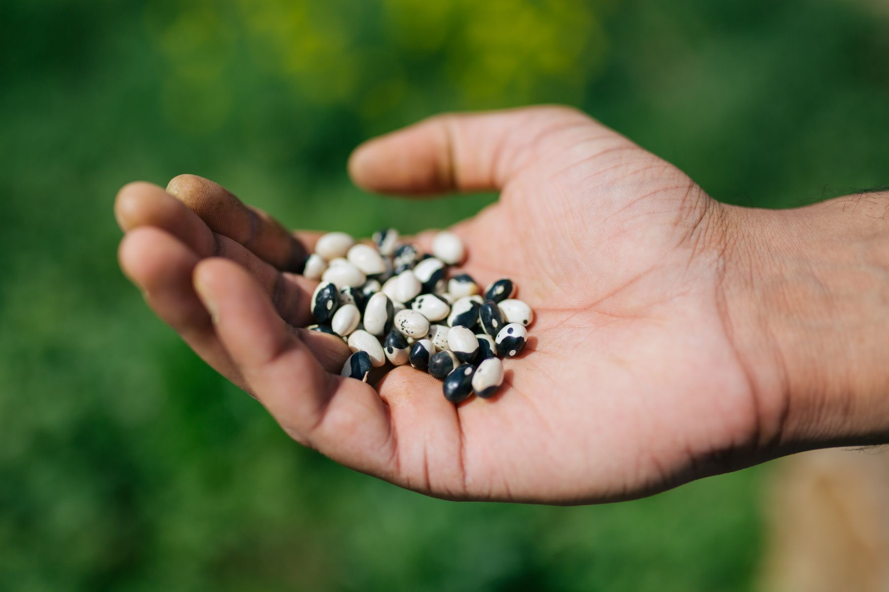 Gone to Seed • Mad Agriculture • Regenerative Farming