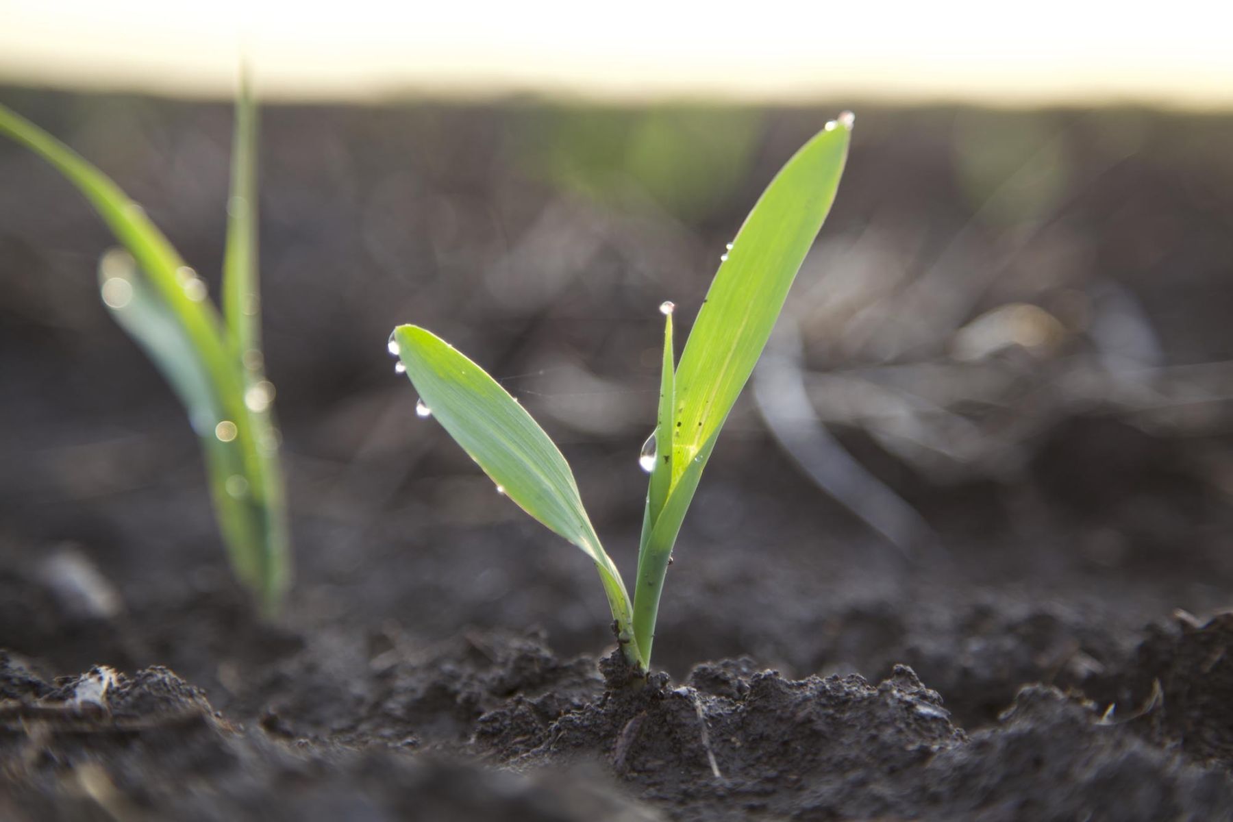 Measuring regenerative practices with true cost accounting • Mad ... Measuring regenerative practices with true cost accounting • Mad ...