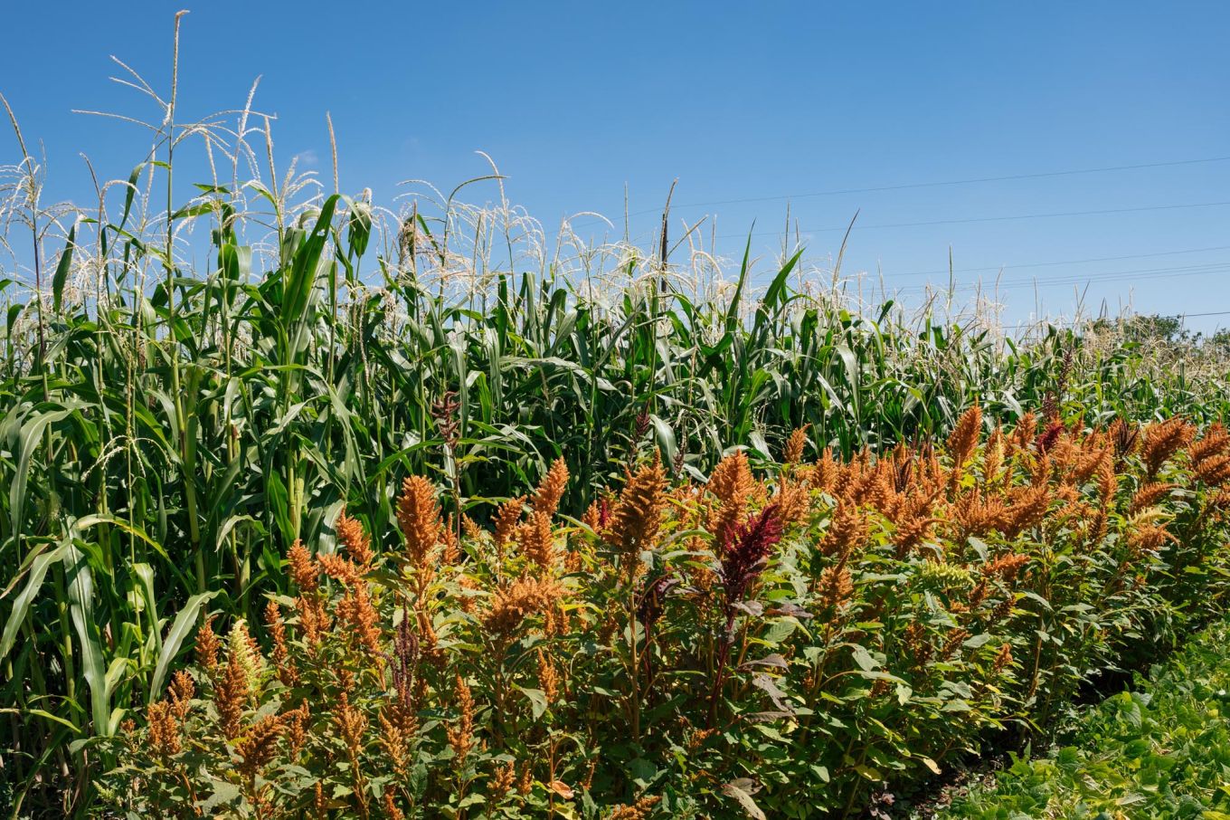 People of the Corn • Mad Agriculture • Regenerative Farming