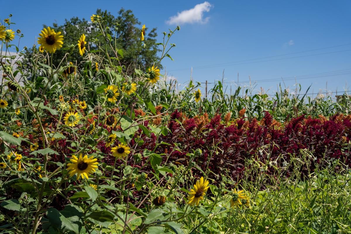 Restore Colorado • Mad Agriculture • Regenerative Farming